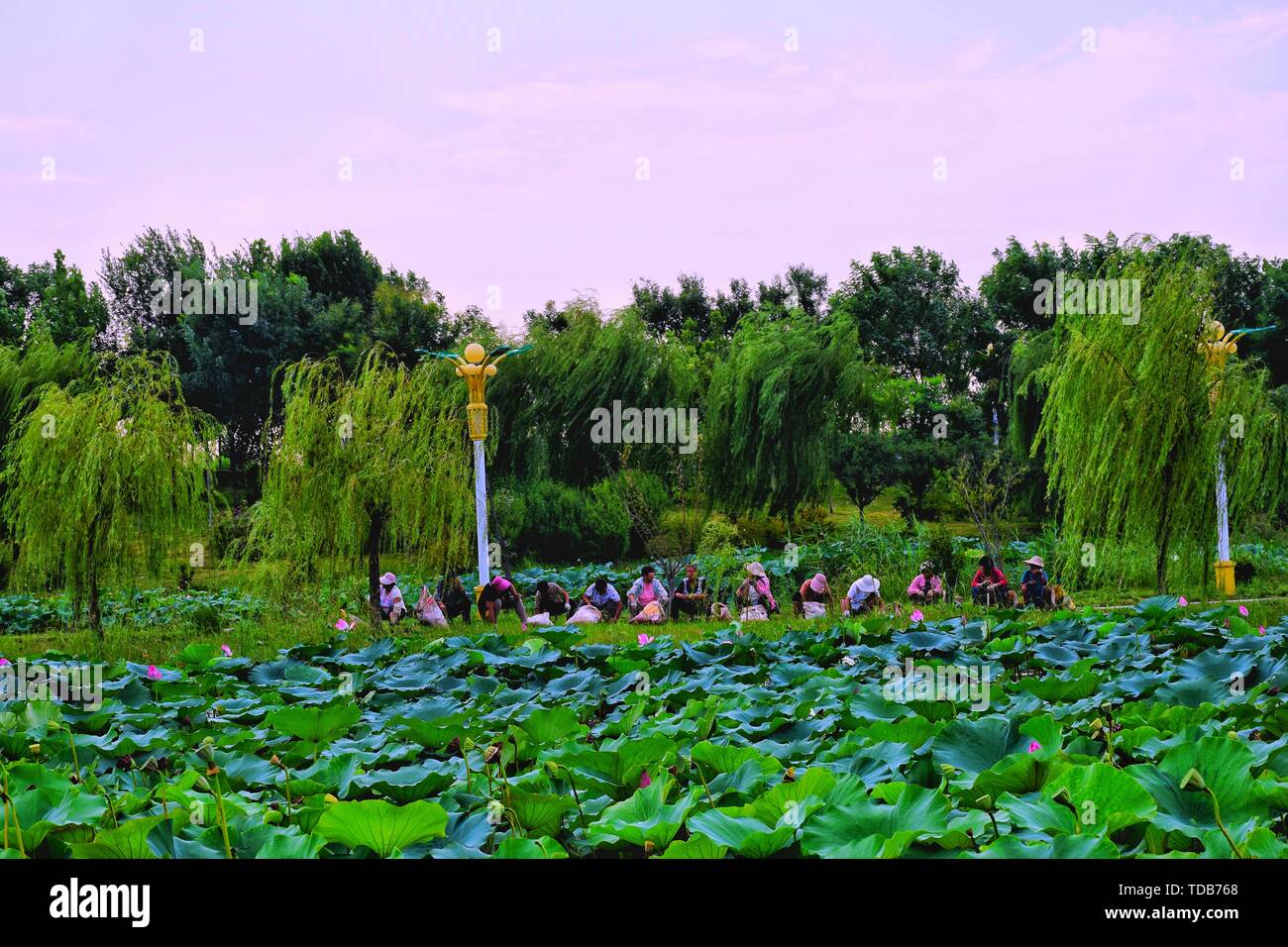 Lotus garden scenery Stock Photo - Alamy