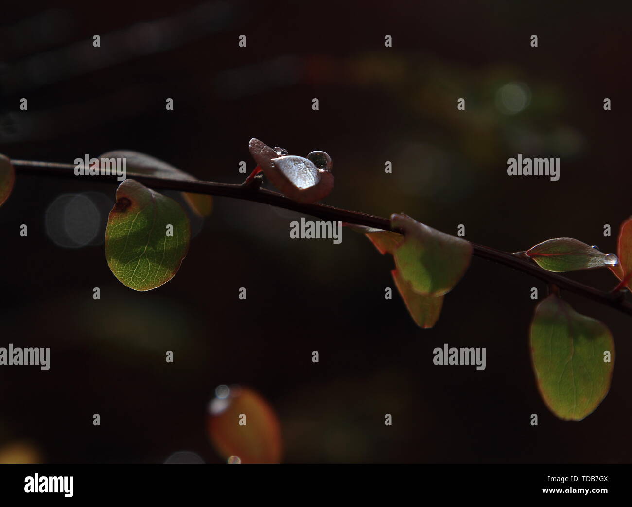 Autumn leaves dew Stock Photo - Alamy