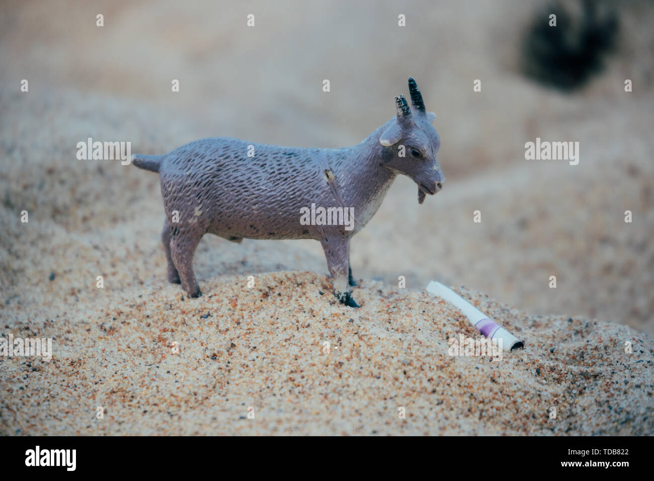 plastic toy in the form of a goat on the sand Stock Photo - Alamy