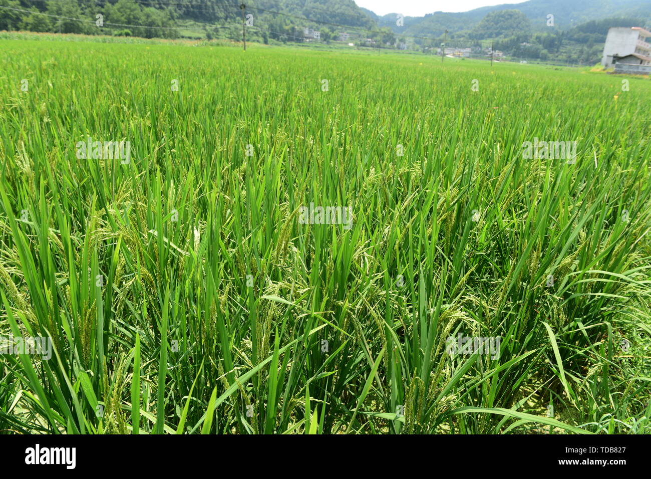 Rice spike paddy field, rice Stock Photo - Alamy
