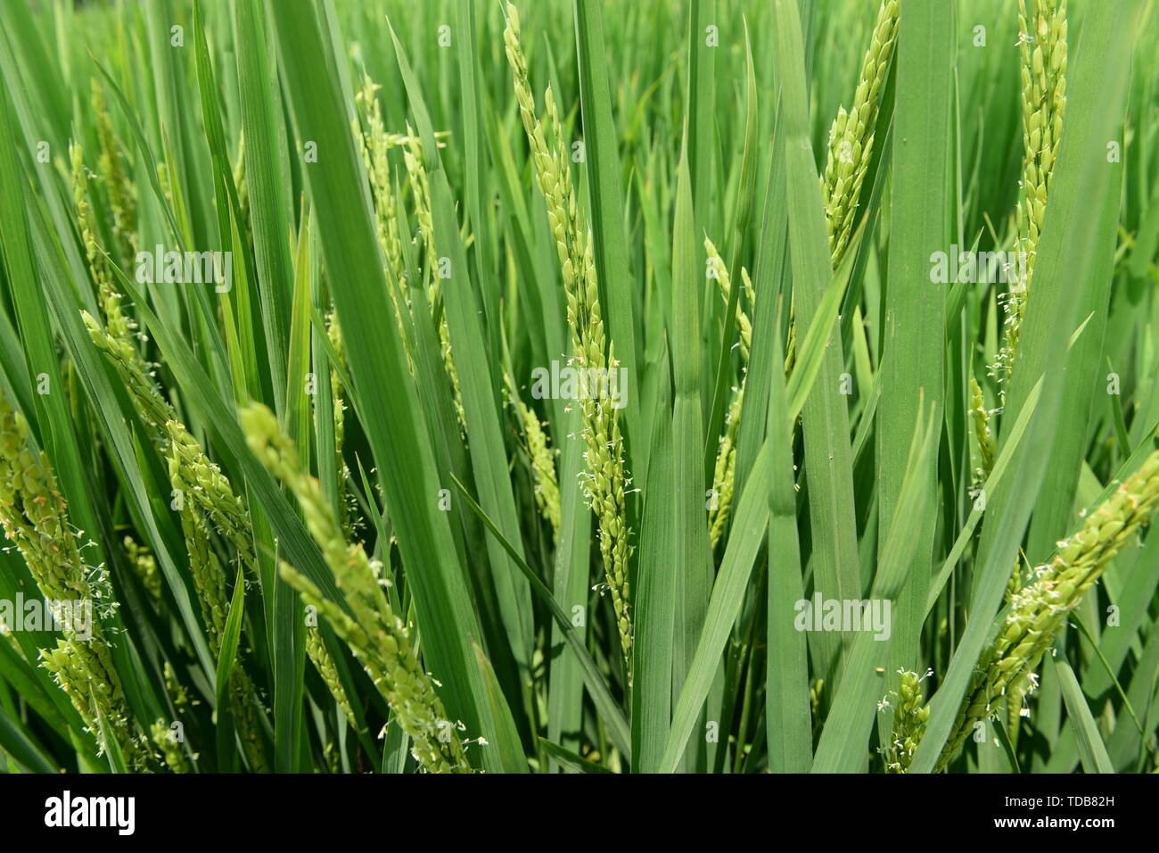 Rice spike paddy field, rice Stock Photo - Alamy