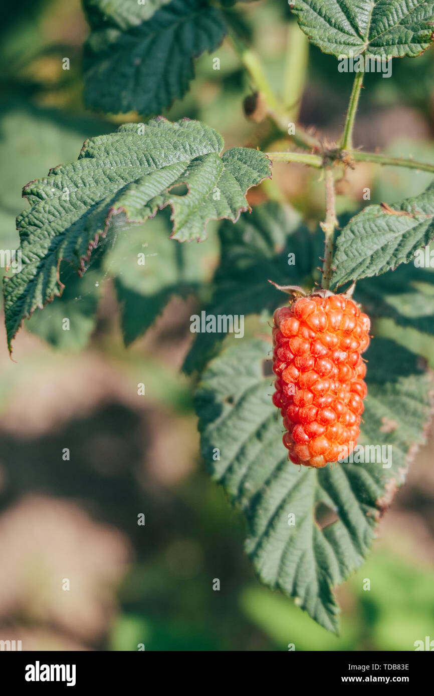 red berry in the summer in the courtyard Stock Photo - Alamy