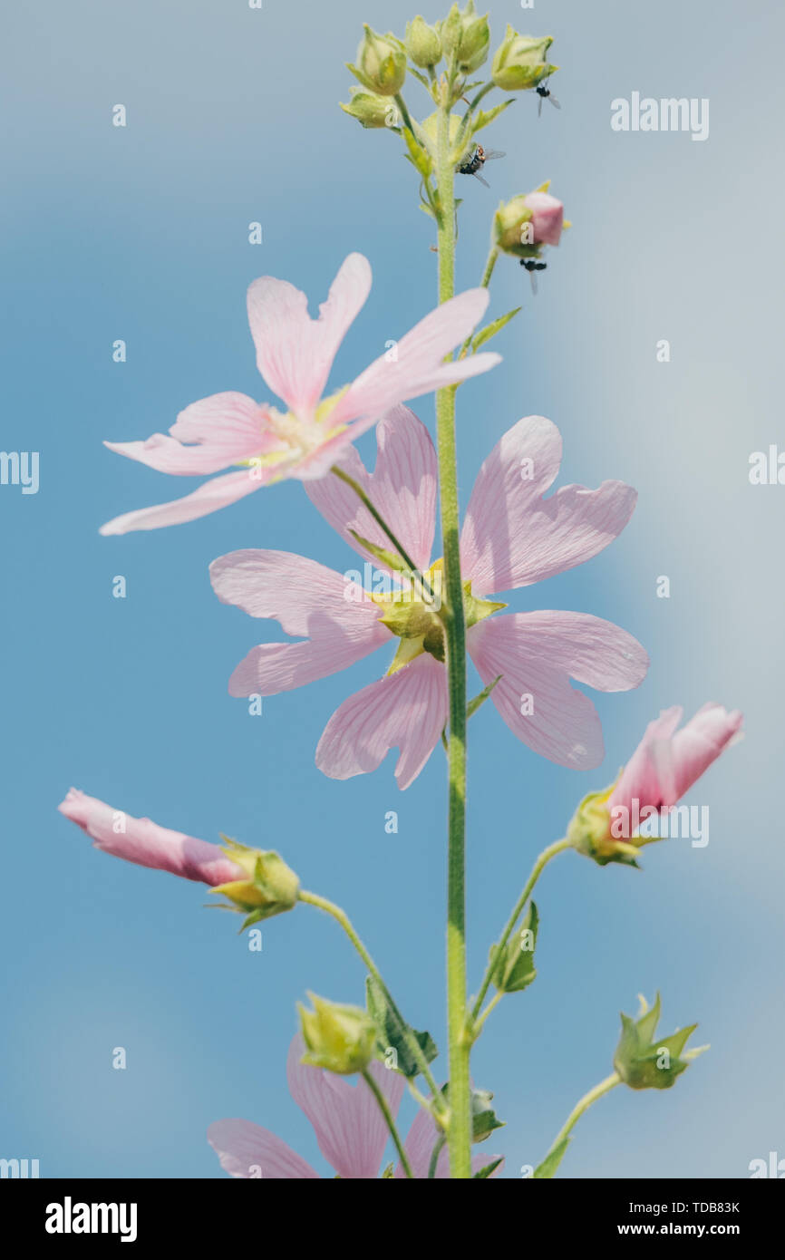 pink flowers on the backyard background in the yard Stock Photo - Alamy