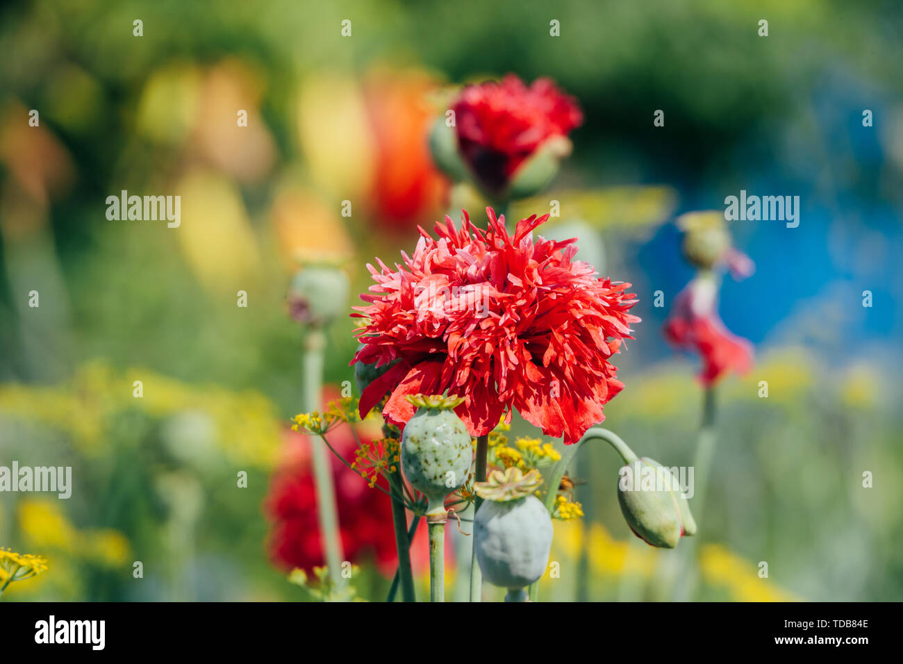 Red courtyard hi-res stock photography and images - Alamy