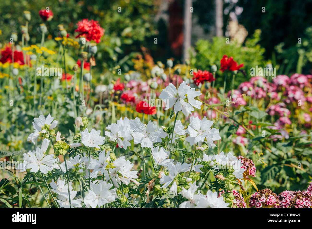 many different flower buds in the summer in the courtyard Stock Photo ...