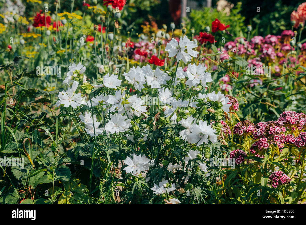 Real flower photo hi-res stock photography and images - Alamy