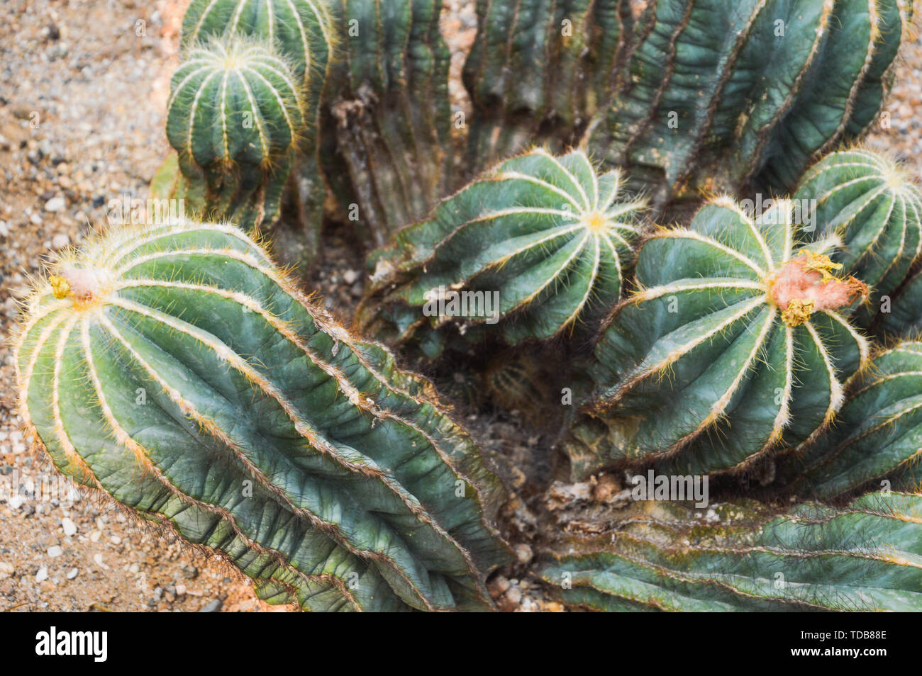 Human cactus hi-res stock photography and images - Alamy