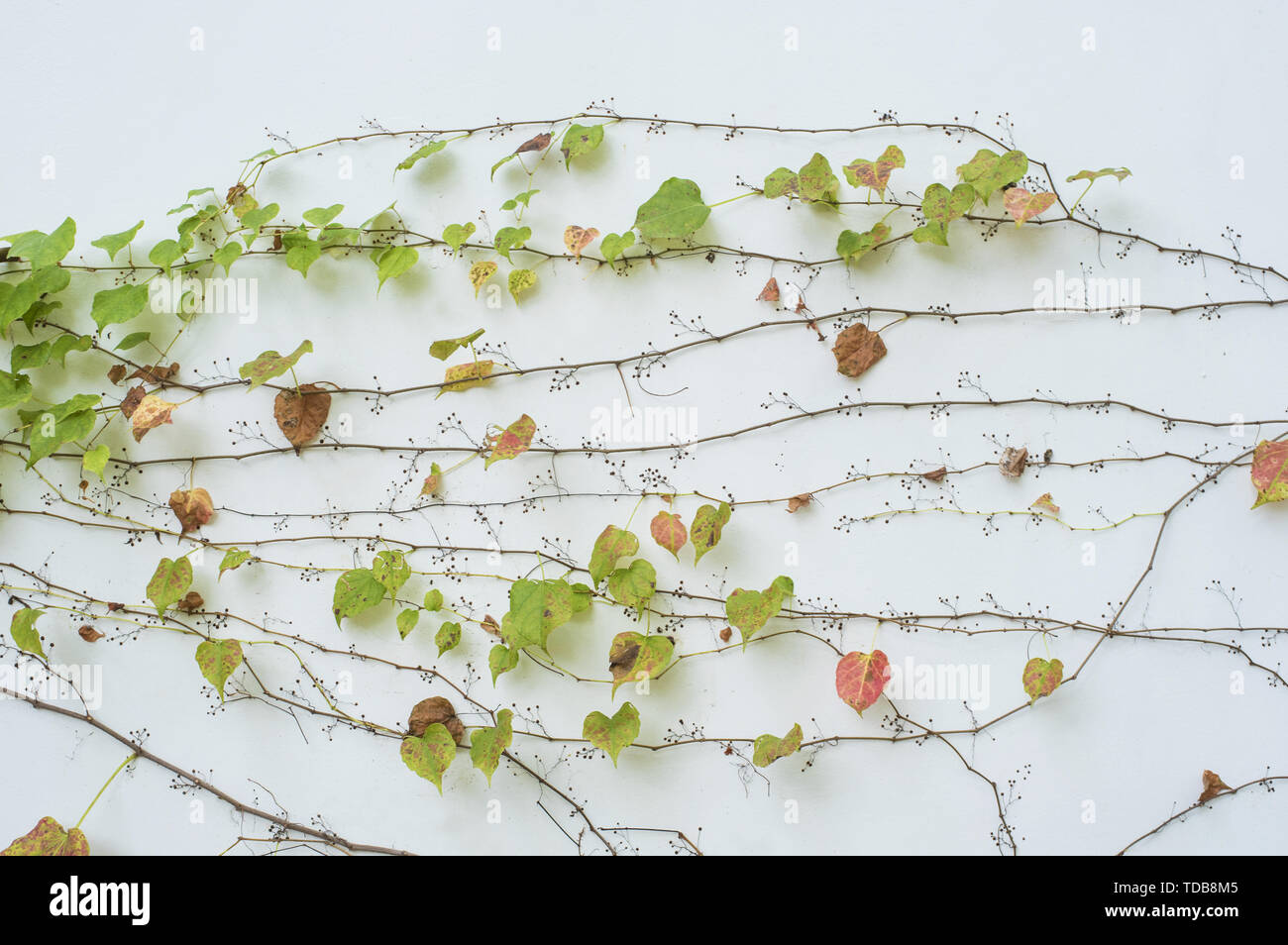 Southern autumn mountain climbers Stock Photo - Alamy