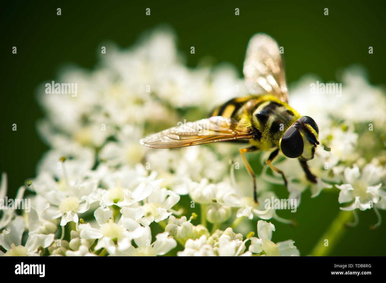 Italian honey bees hi-res stock photography and images - Alamy