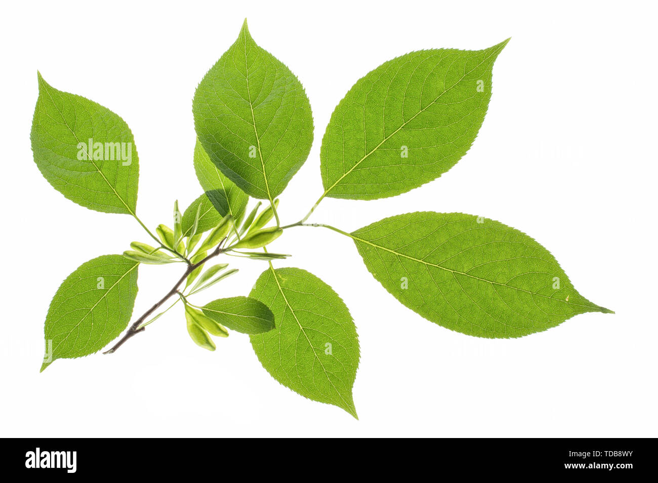 The branches of Eucommia Stock Photo - Alamy