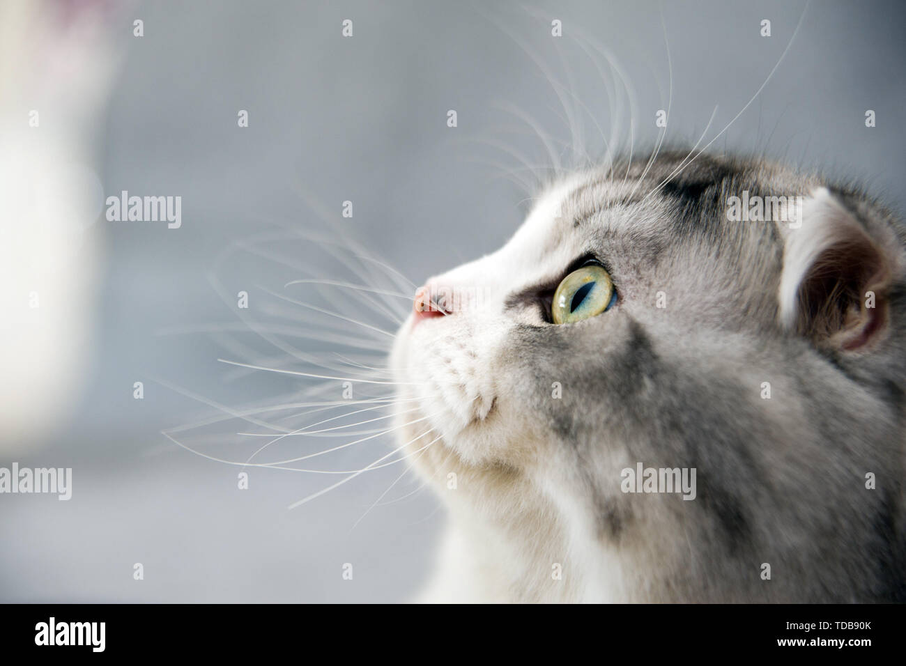 Scottish Eared Cat Stock Photo - Alamy