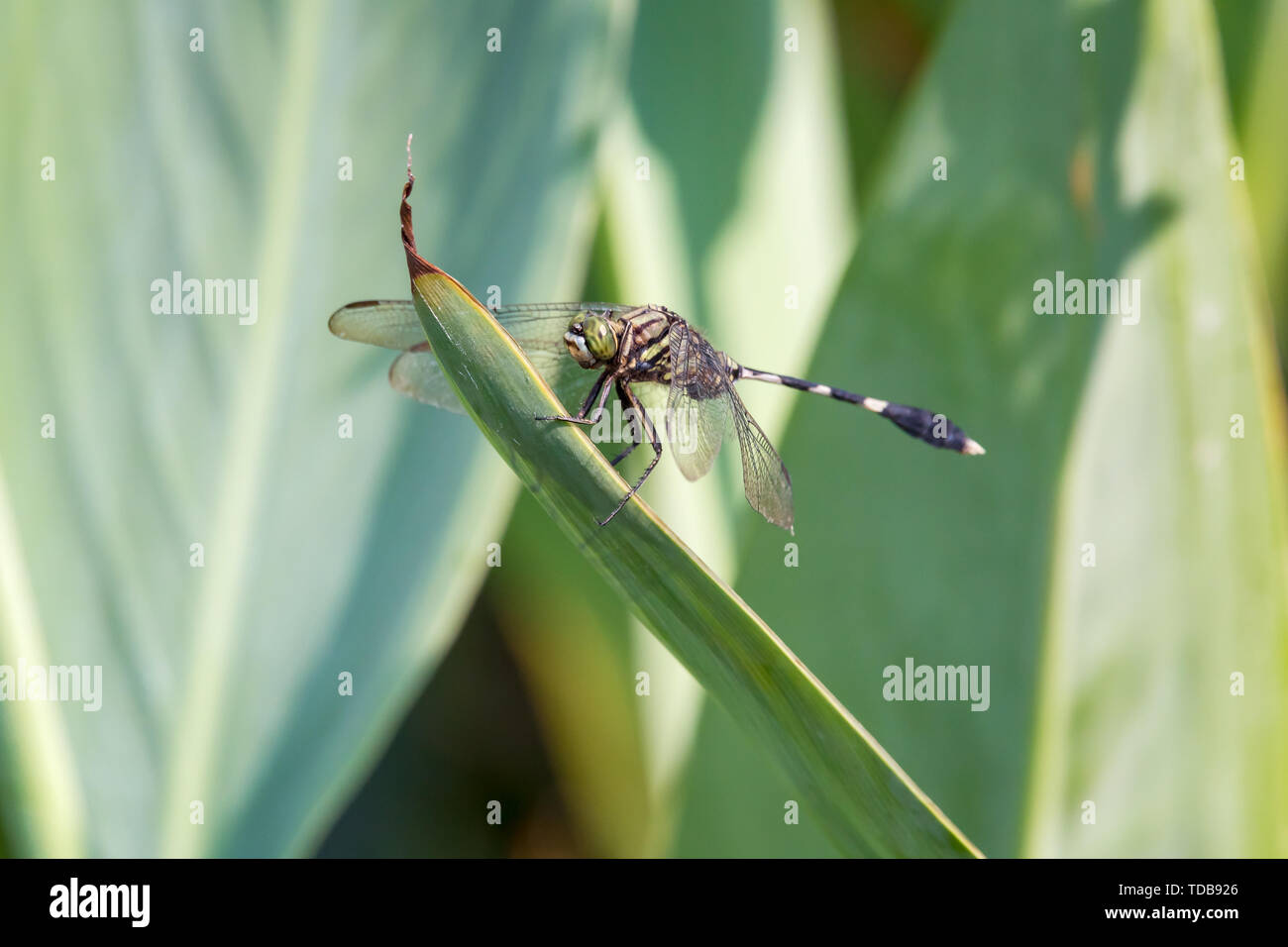 Dragonflies wings gardens hi-res stock photography and images - Alamy