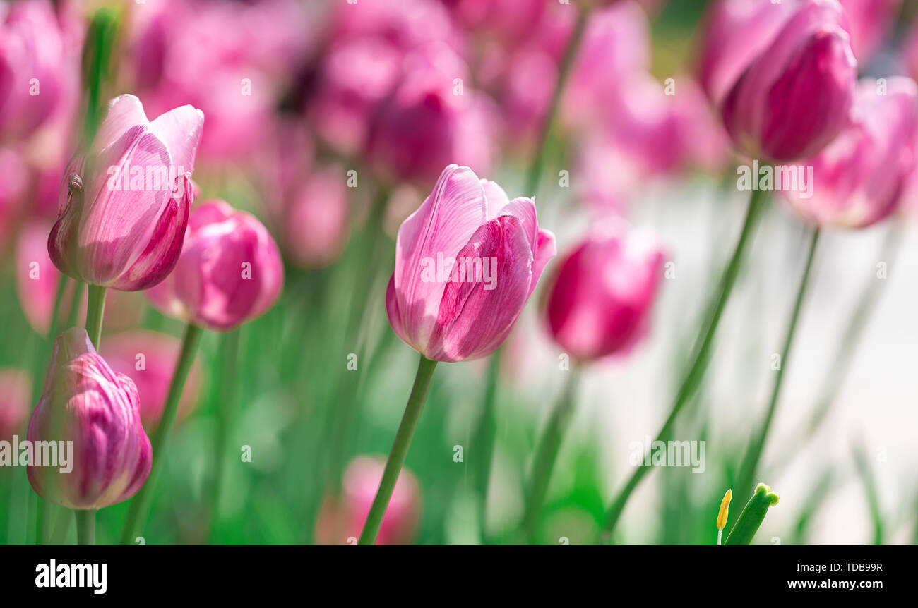 Daylight and grain planting beautiful hi-res stock photography and ...
