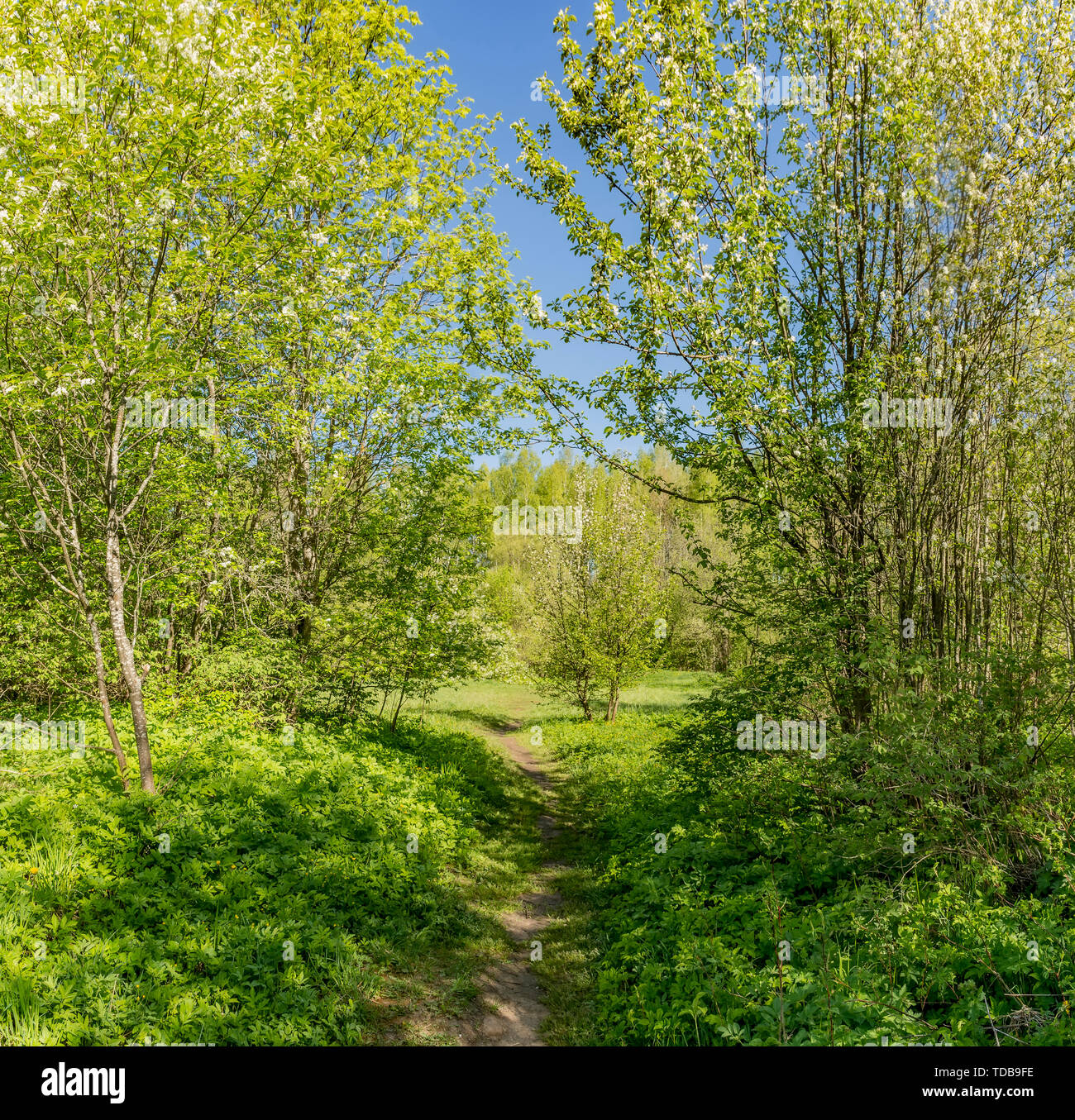 Spring walk along the river Sablinka in the Leningrad region. The ...