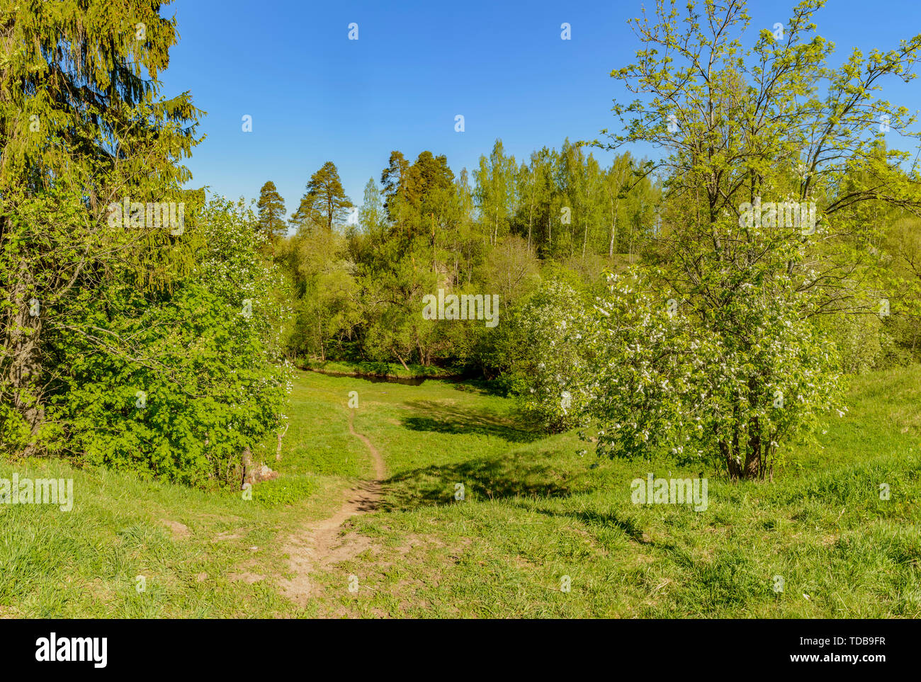 Spring walk along the river Sablinka in the Leningrad region. The ...