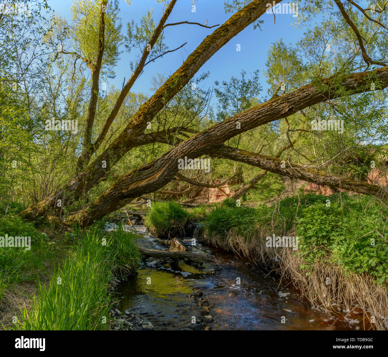 Spring walk along the river Sablinka in the Leningrad region. The ...