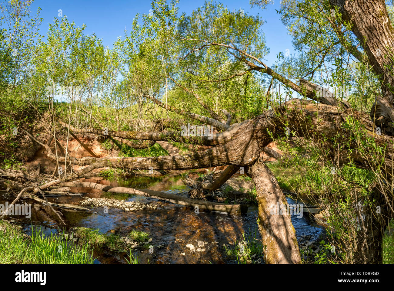 Spring walk along the river Sablinka in the Leningrad region. The ...
