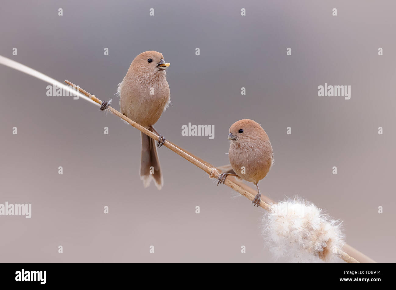 Small elves hi-res stock photography and images - Alamy