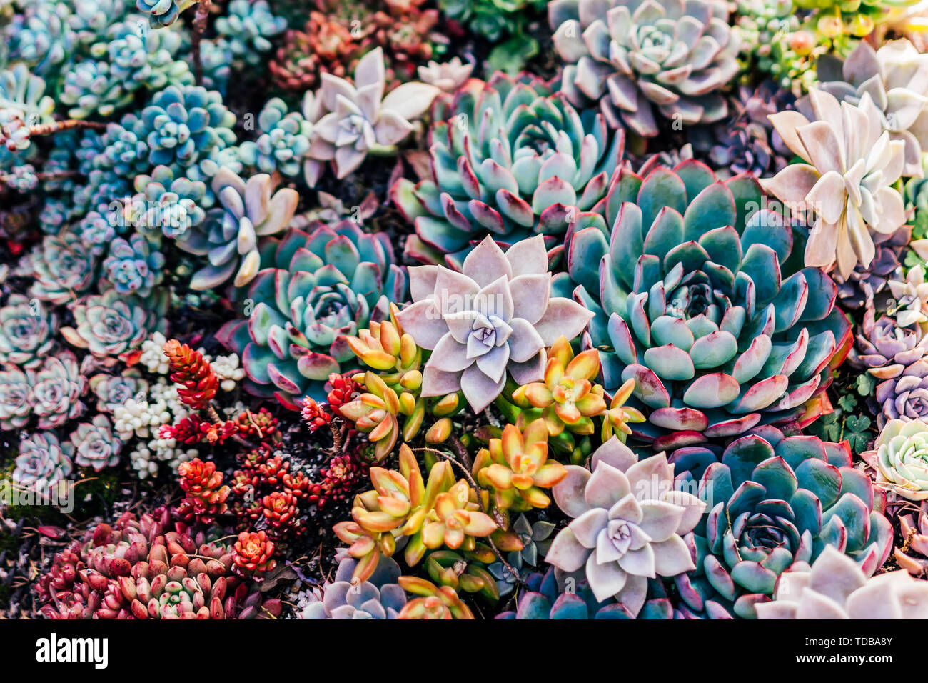 Fleshy plants hi-res stock photography and images - Alamy