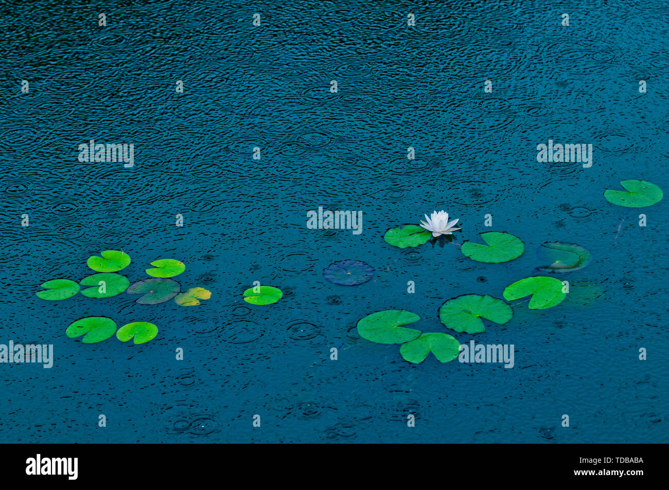 Floral lock screen hi-res stock photography and images - Alamy