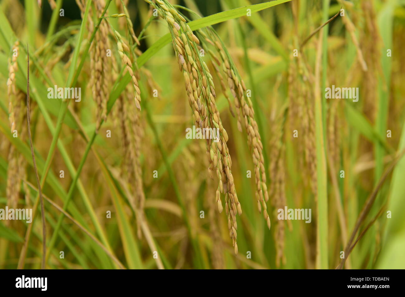 Hybrid rice hi-res stock photography and images - Alamy