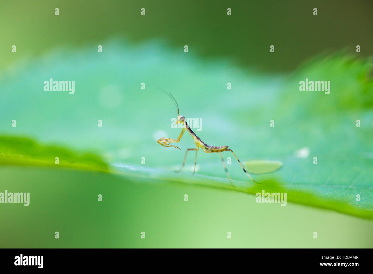Little praying mantis Stock Photo - Alamy