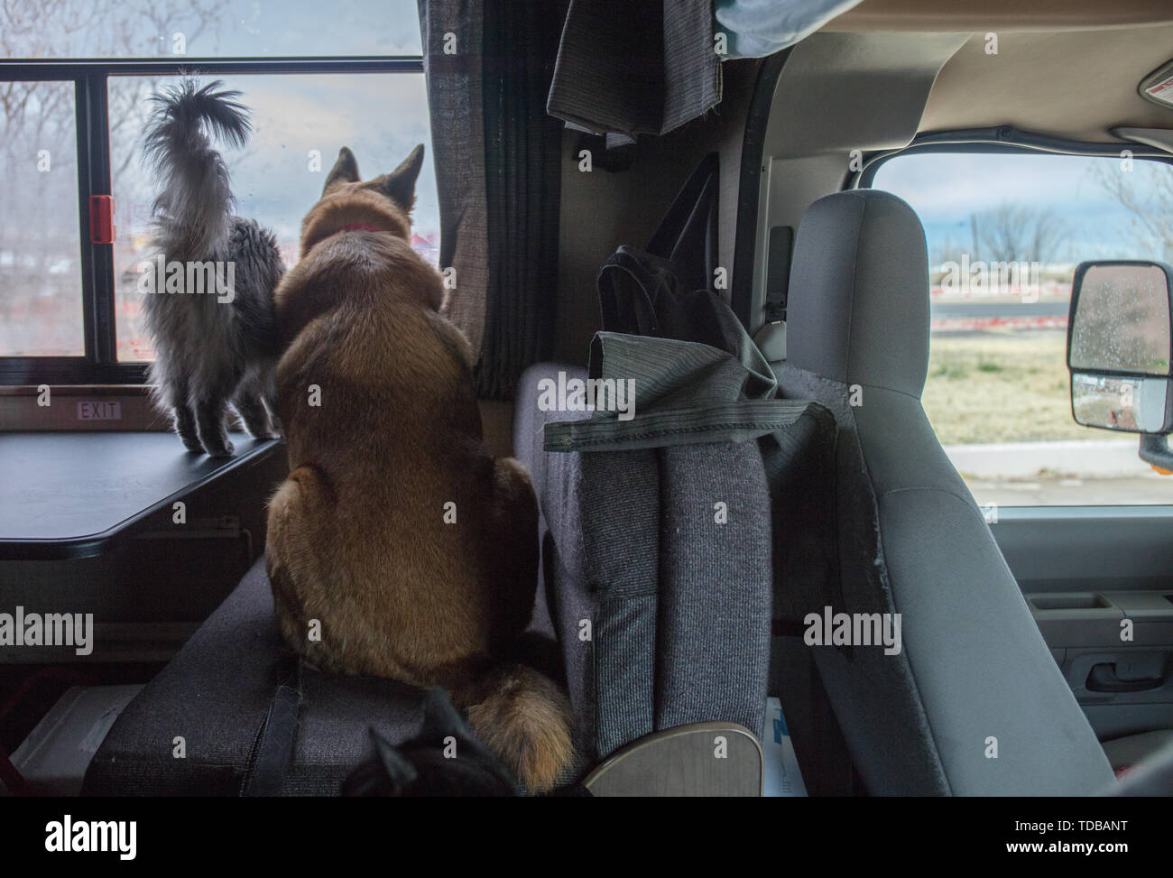 Dog driving cat hi-res stock photography and images - Alamy
