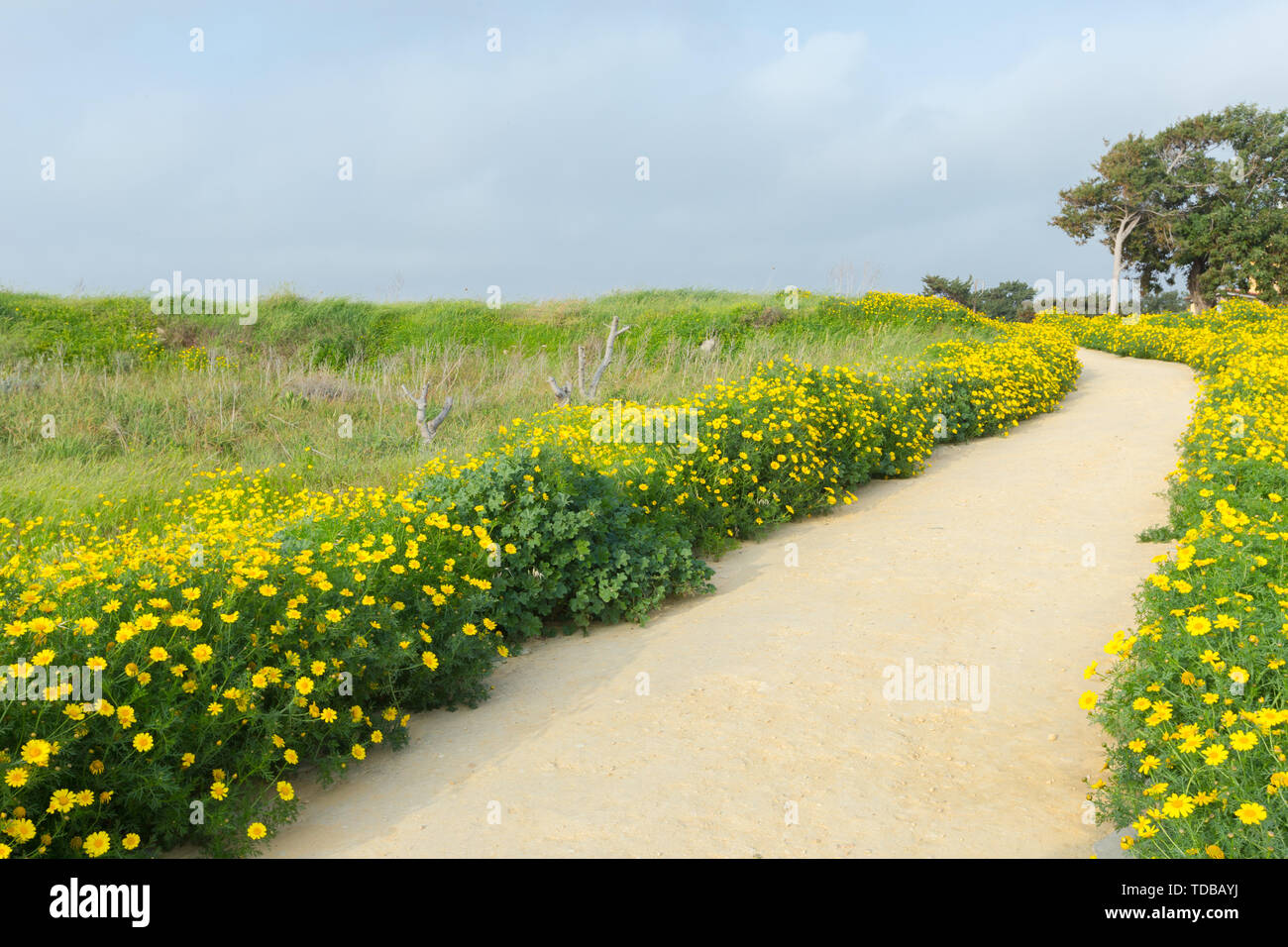 Spring background with beautiful yellow flowers Stock Photo - Alamy