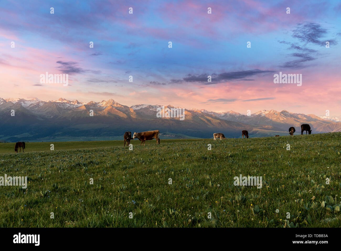 Summer prairie scenery in Xinjiang, sunset of Kerajun prairie Stock ...