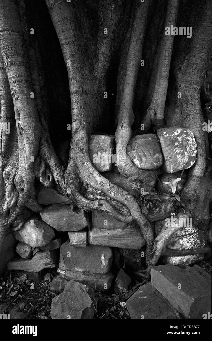 Huangge tree, a unique tree species in southwest China Stock Photo - Alamy