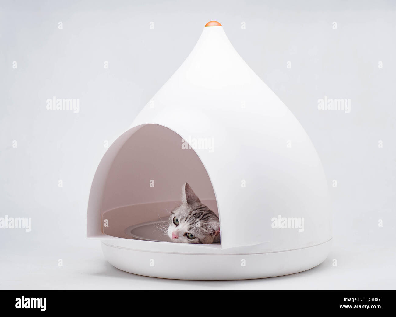 cat, pet, cat, animal, sprouting Stock Photo - Alamy