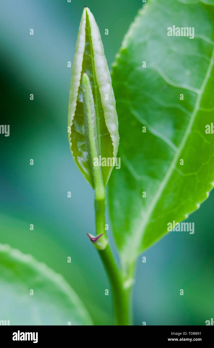 Origin of tea Stock Photo - Alamy