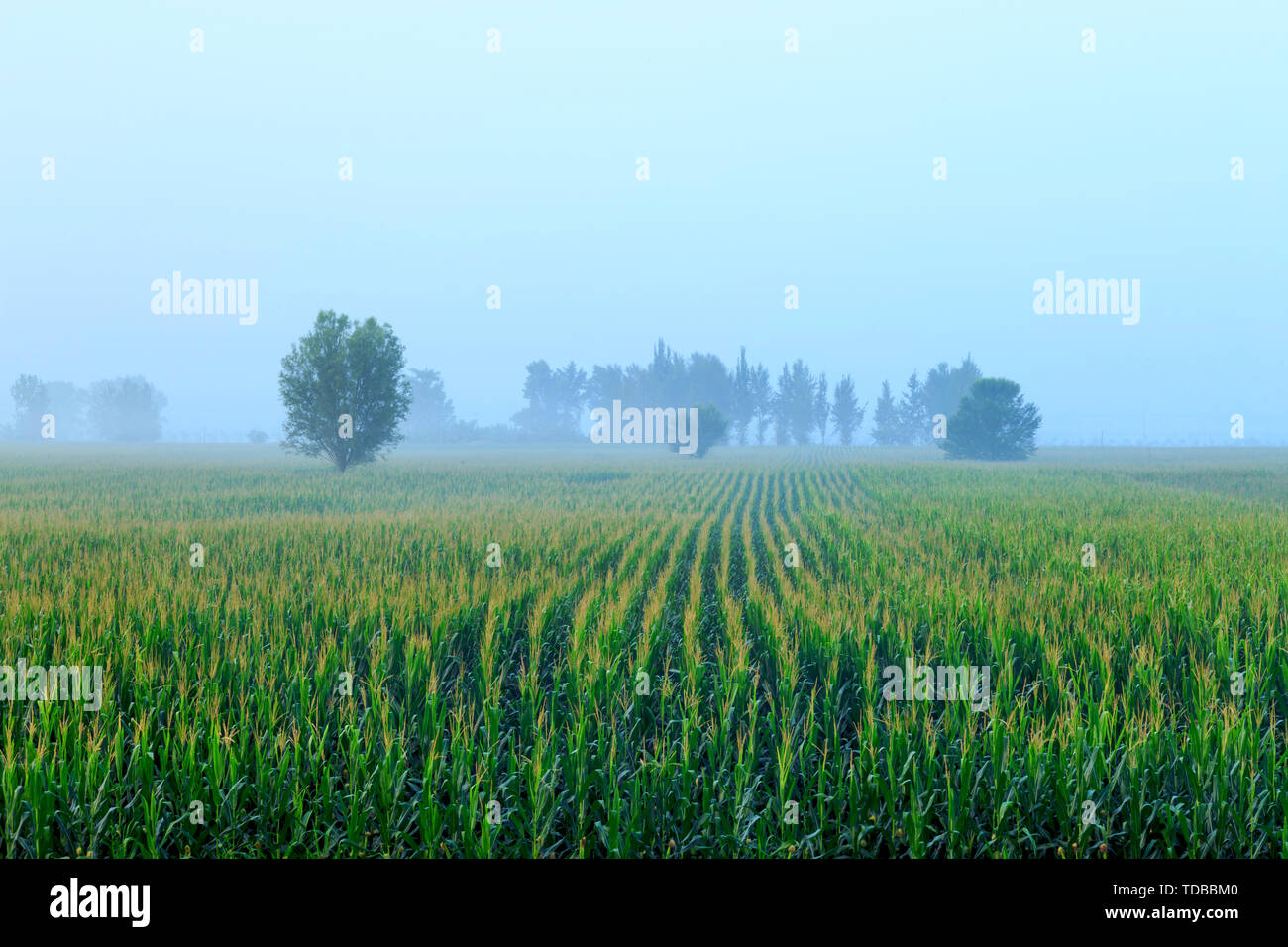 Planting grain in the countryside hi-res stock photography and images ...