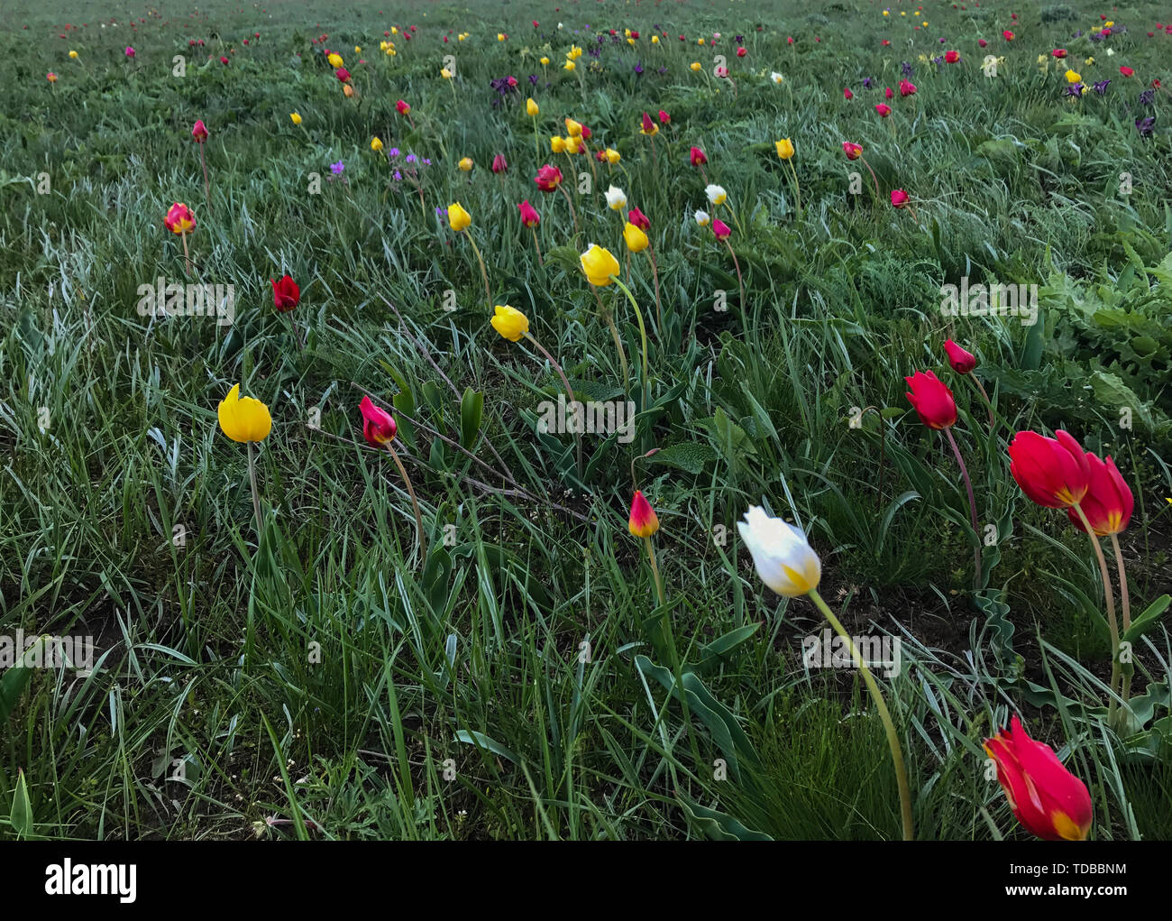 Green field flower hi-res stock photography and images - Alamy
