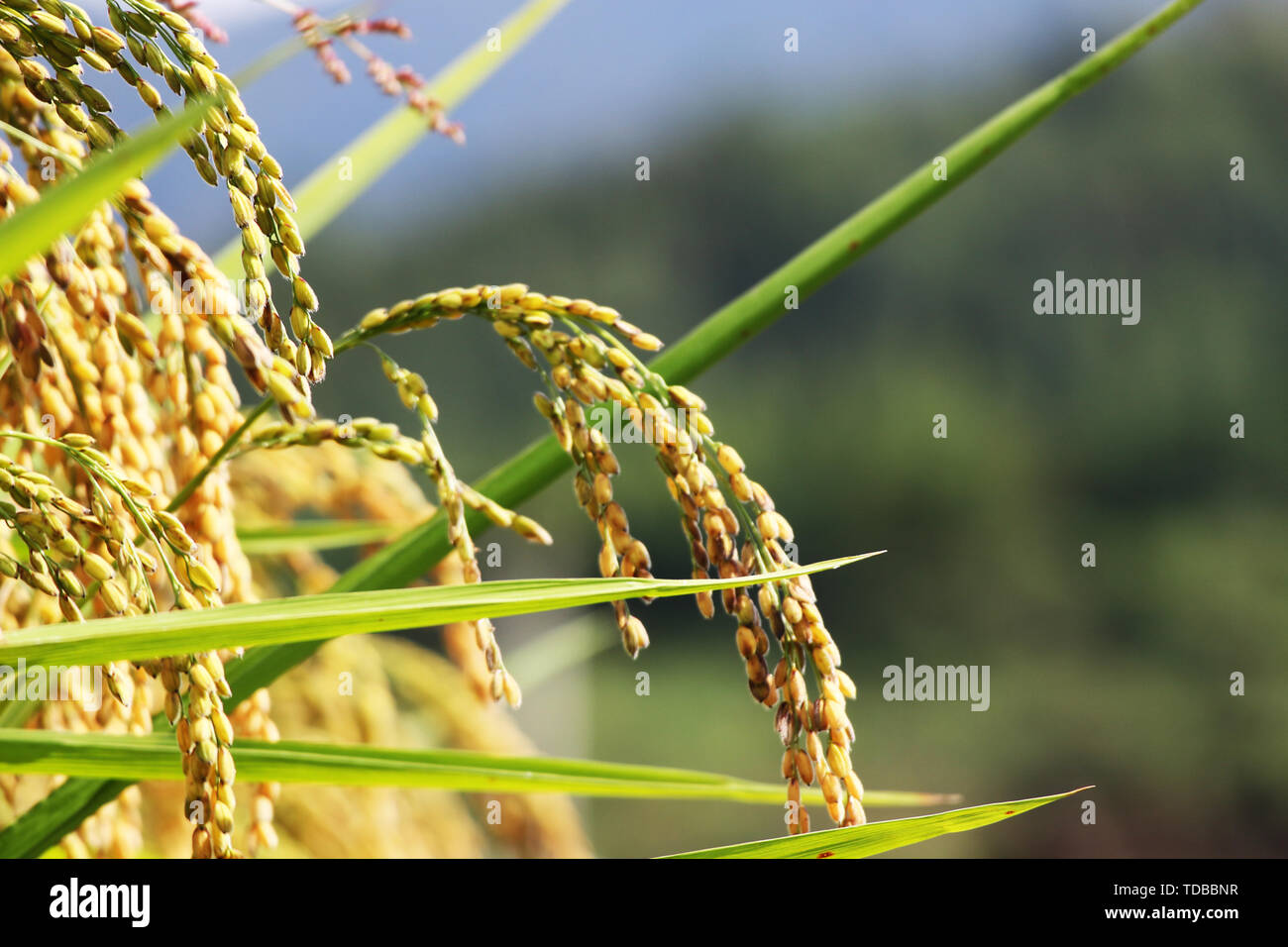 Harvest of rice Stock Photo - Alamy