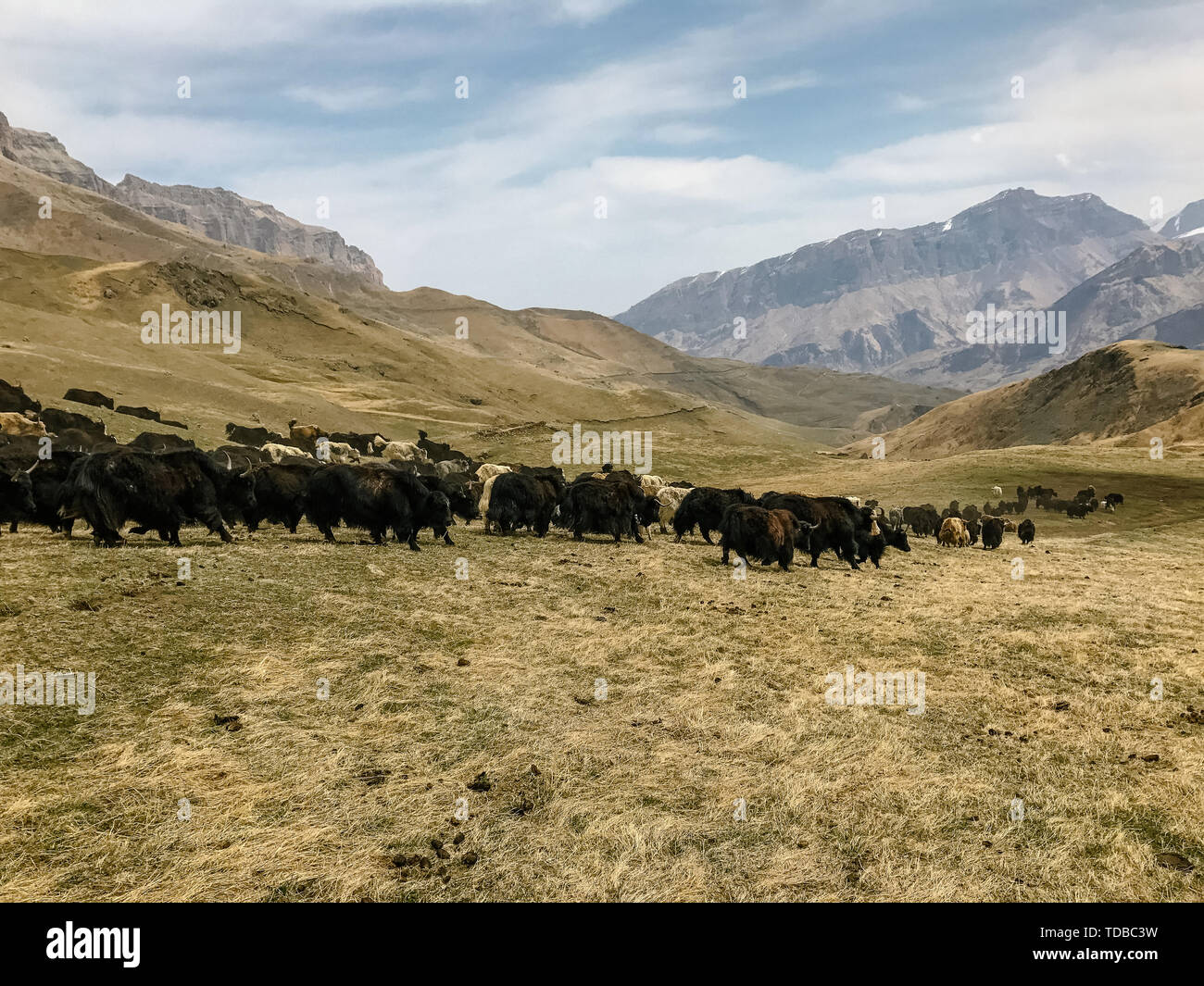 Herd bulls hi-res stock photography and images - Alamy