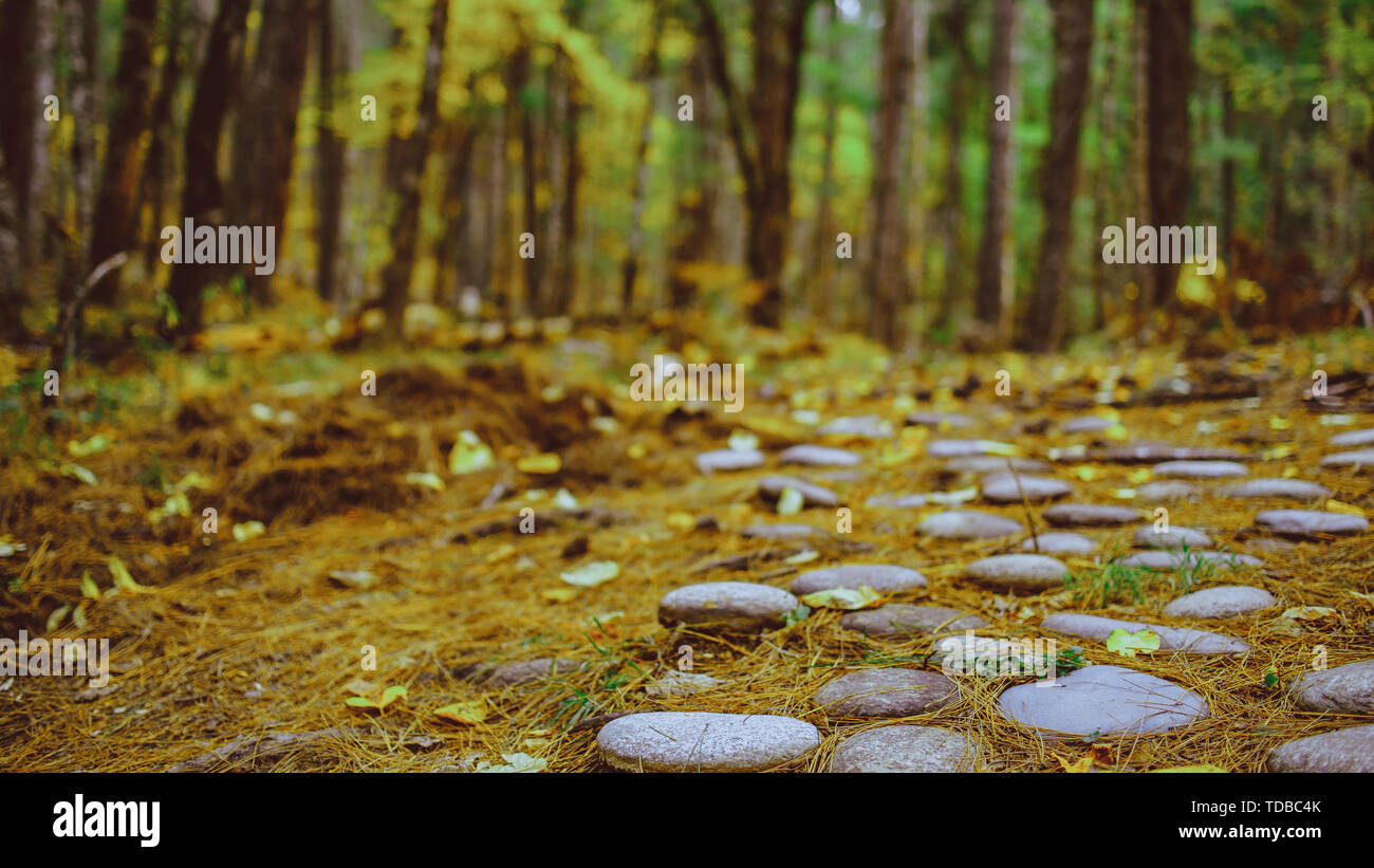 Pomigang cloud primitive forest, Tibet Stock Photo - Alamy