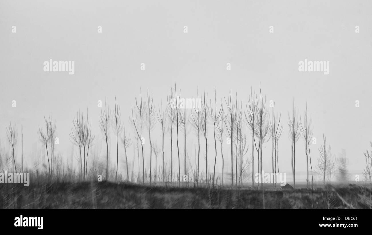 The effect of the shoot, the withered branches Stock Photo - Alamy