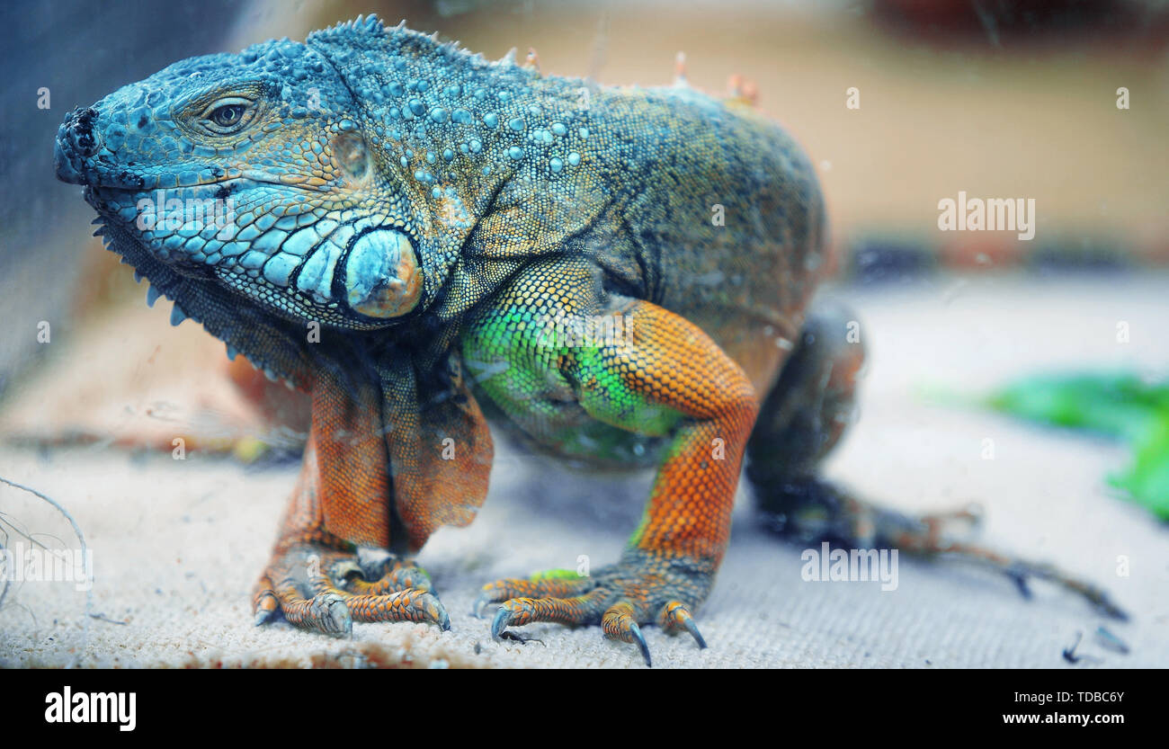 Zoos in general hi-res stock photography and images - Alamy