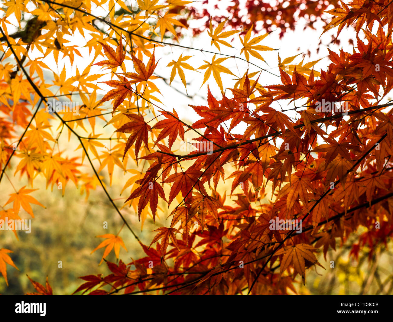 Jiuxi maple tree Stock Photo - Alamy