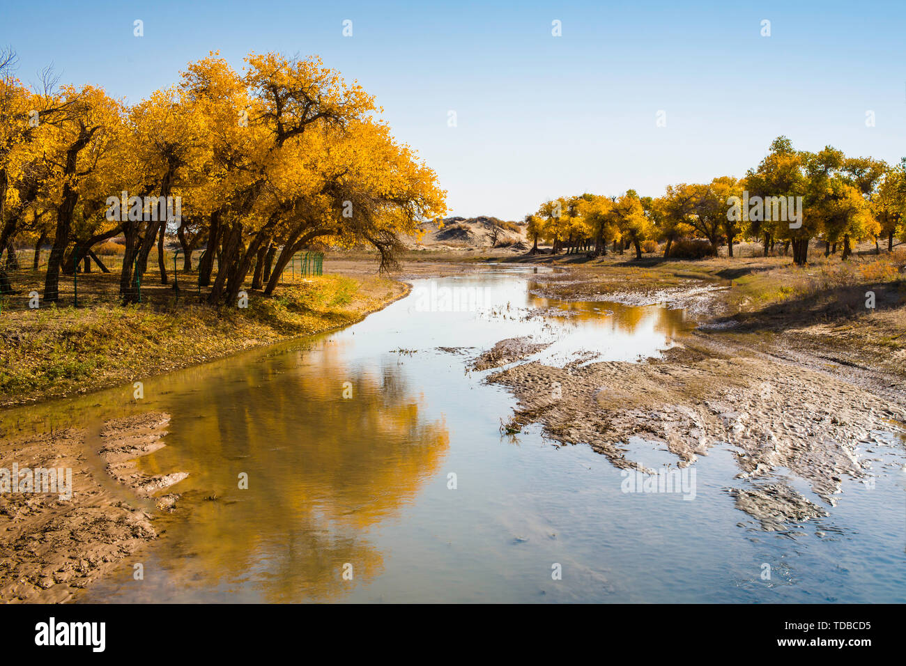 Hu Yang Lin, Ejina, Inner Mongolia Stock Photo - Alamy