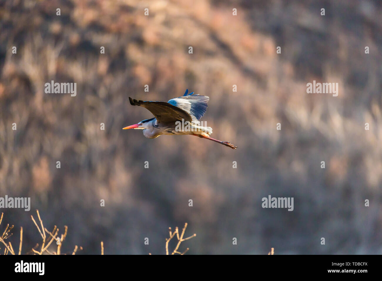Egret herons fly freely and gracefully Stock Photo - Alamy