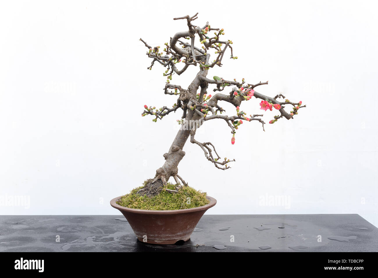 Sichuan style bonsai hi-res stock photography and images - Alamy