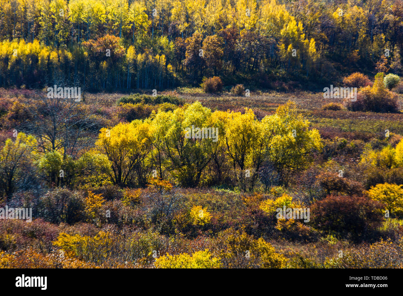 Golden Autumn Eagle Cliffs Color Forest Landscape Stock Photo - Alamy