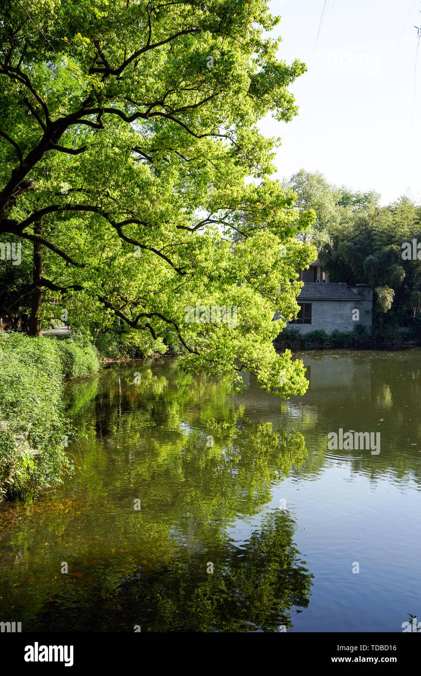Spring color of West Lake Scenic Area Stock Photo - Alamy