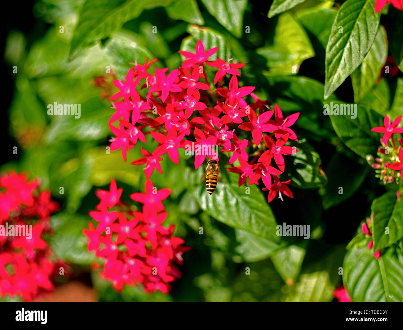 Five star flowers flowers and nature plants hi-res stock photography ...