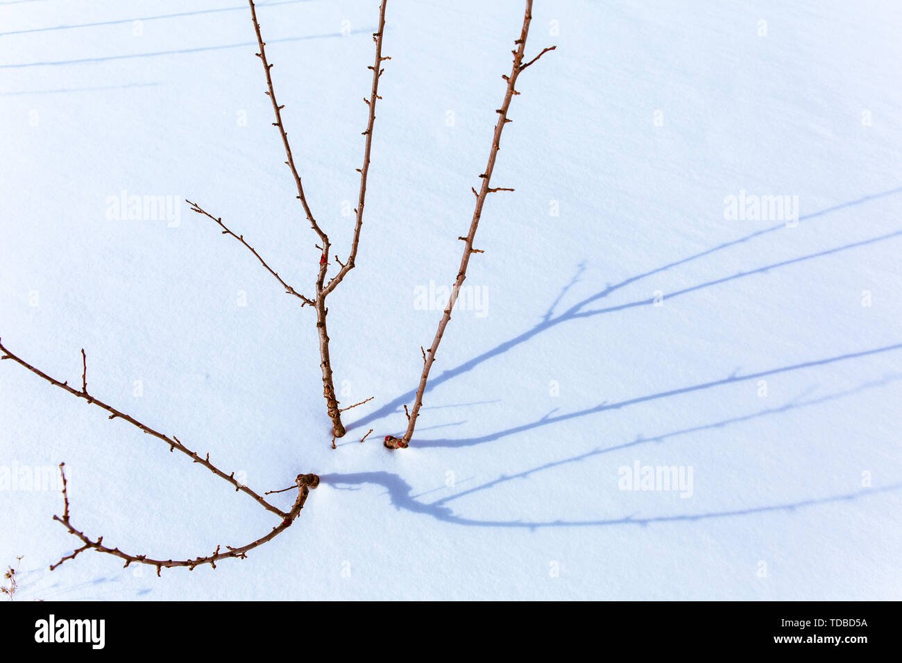 Shadows cast in snow hi-res stock photography and images - Alamy