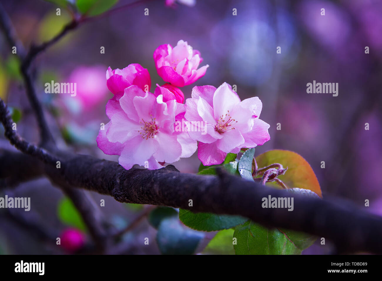 All kinds of flower shoots Stock Photo - Alamy