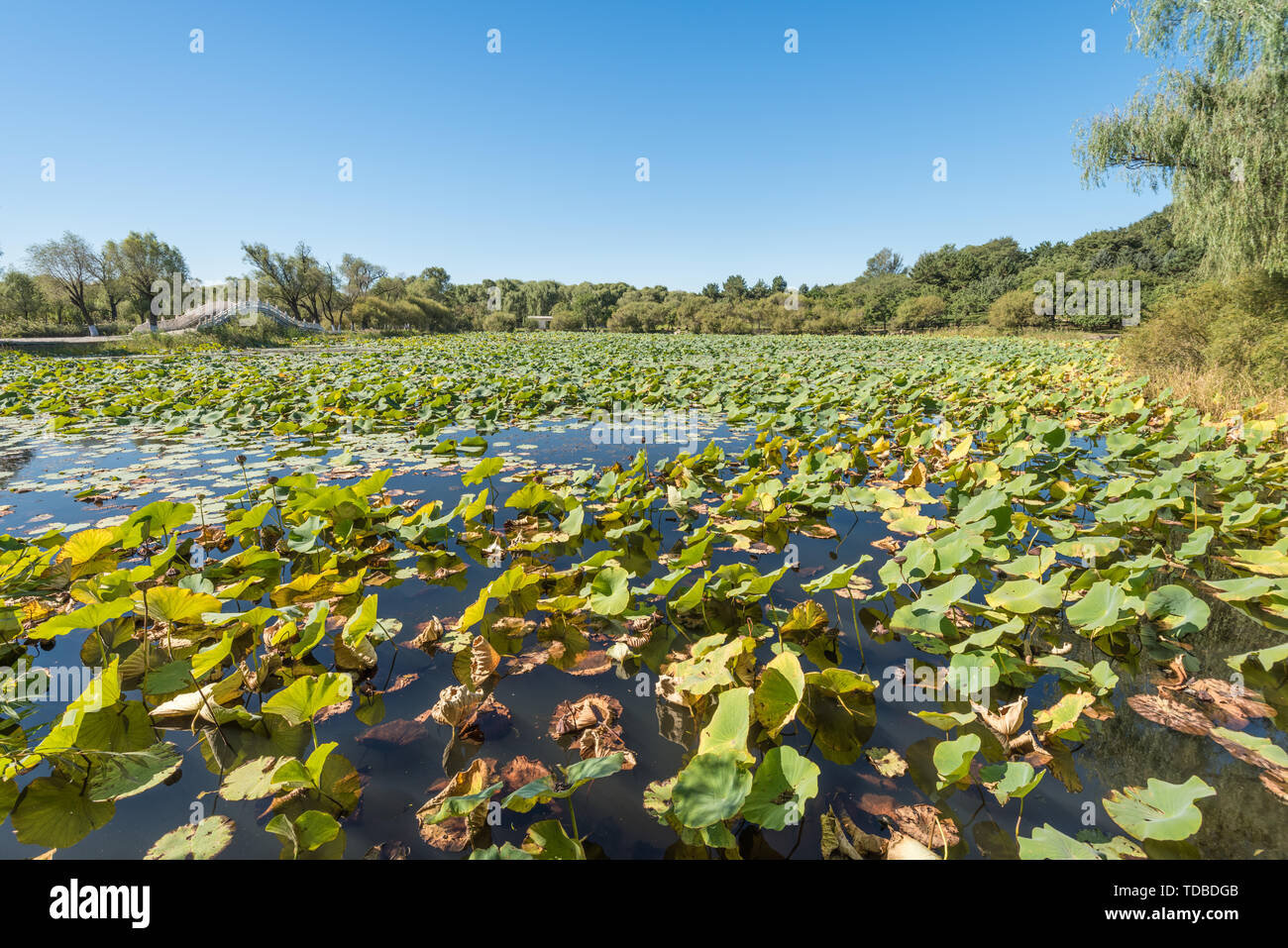 Pond woods at Sun Island scenic spot on autumn sunny day in Harbin ...