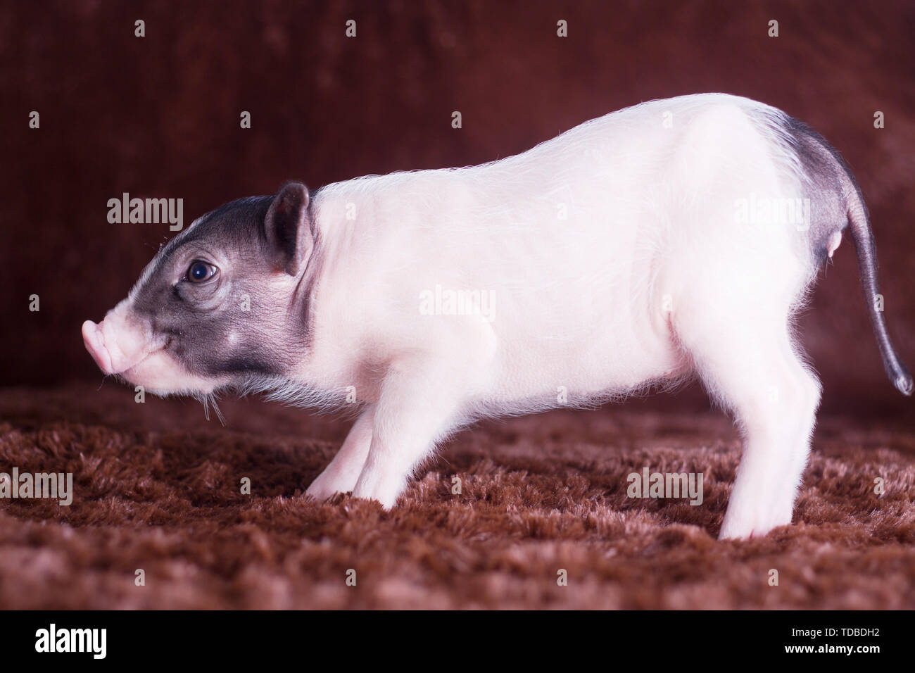 Pigs pet pigs with fragrant pigs cute family relationships hi-res stock ...